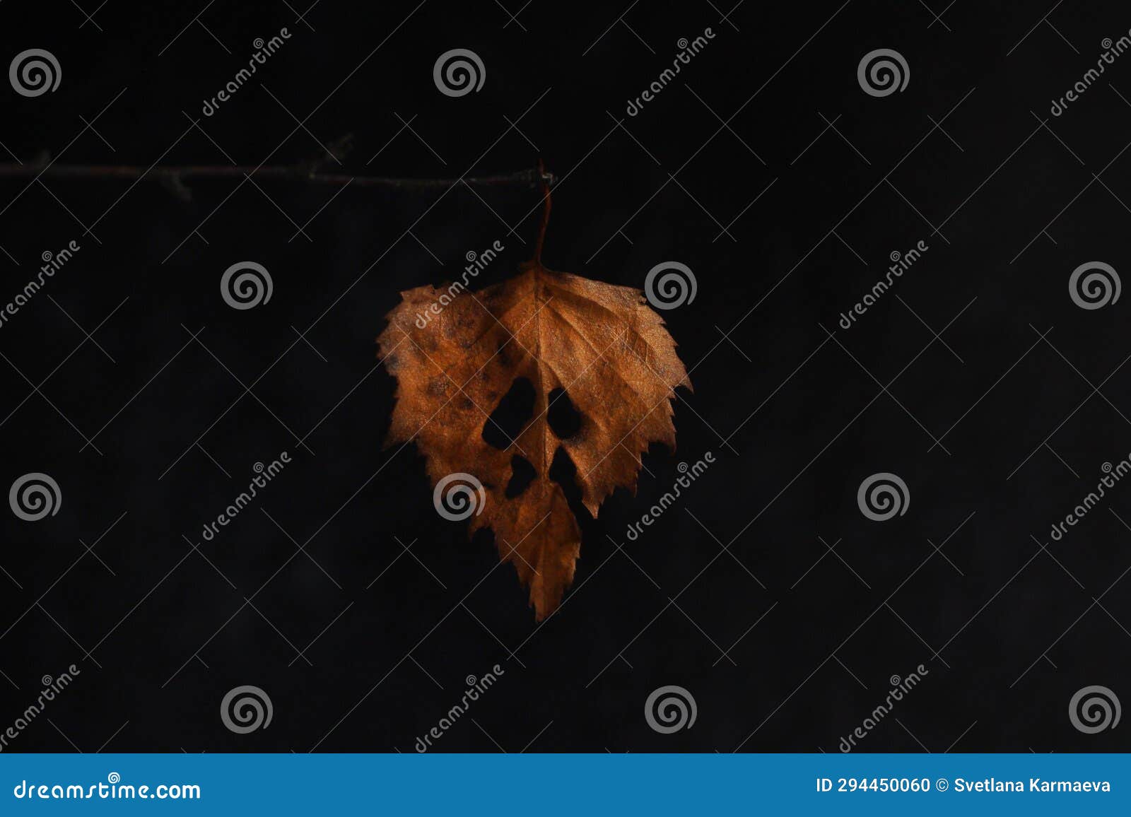 Dried Leaf in the Form of a Scary Face on a Branch on a Dark Background ...