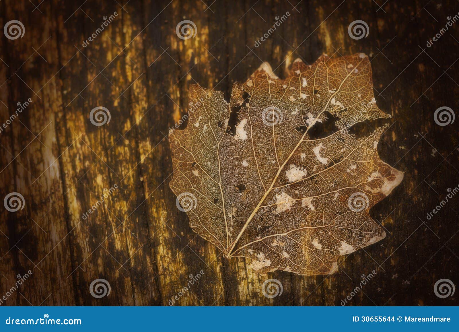 Dried leaf stock photo. Image of season, board, autumn - 30655644