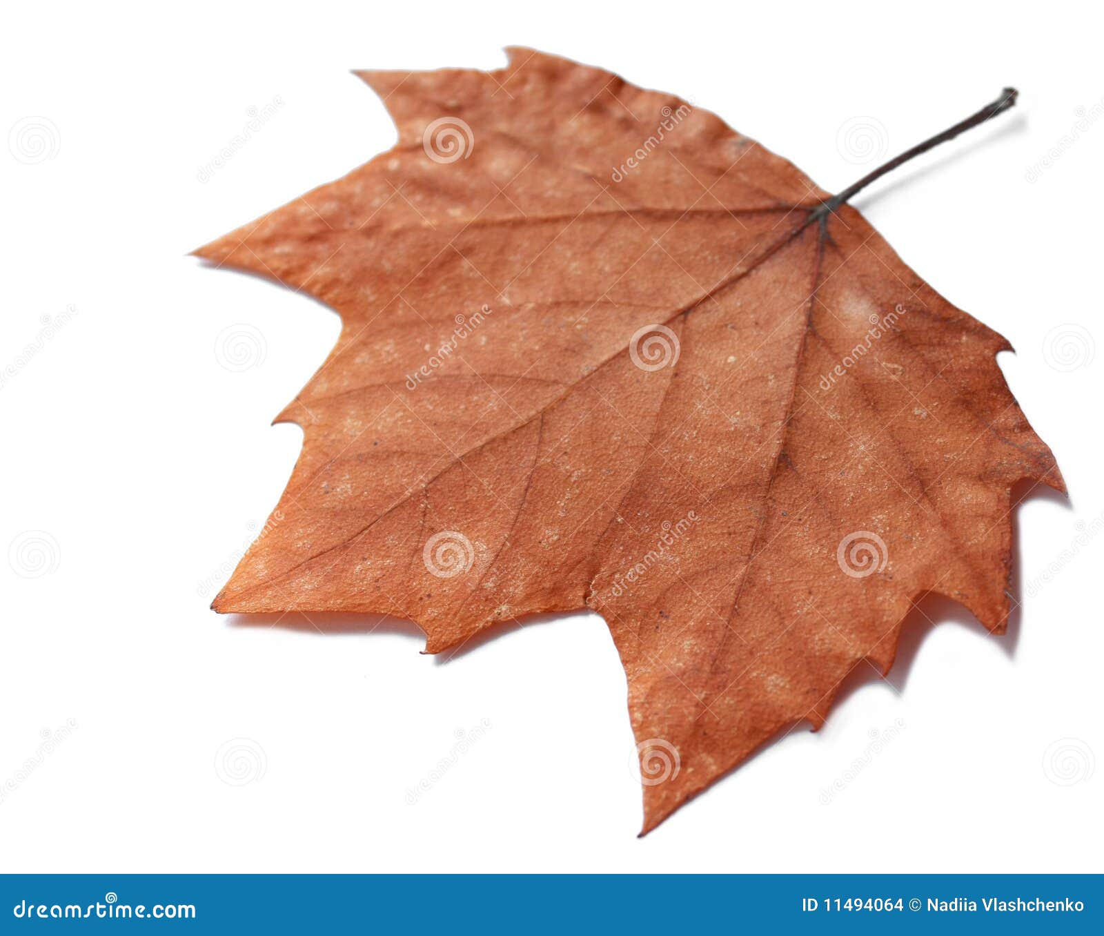 Dried leaf isolated stock photo. Image of creeper, vegetation - 11494064