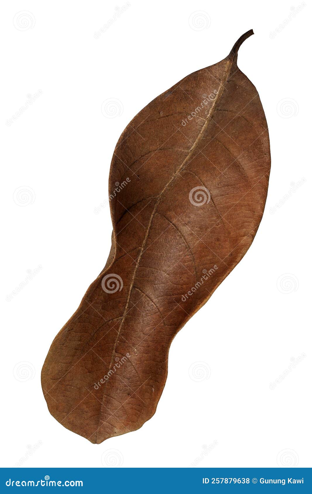 Dried Leaf, Isolated on White Stock Photo - Image of bush, season ...