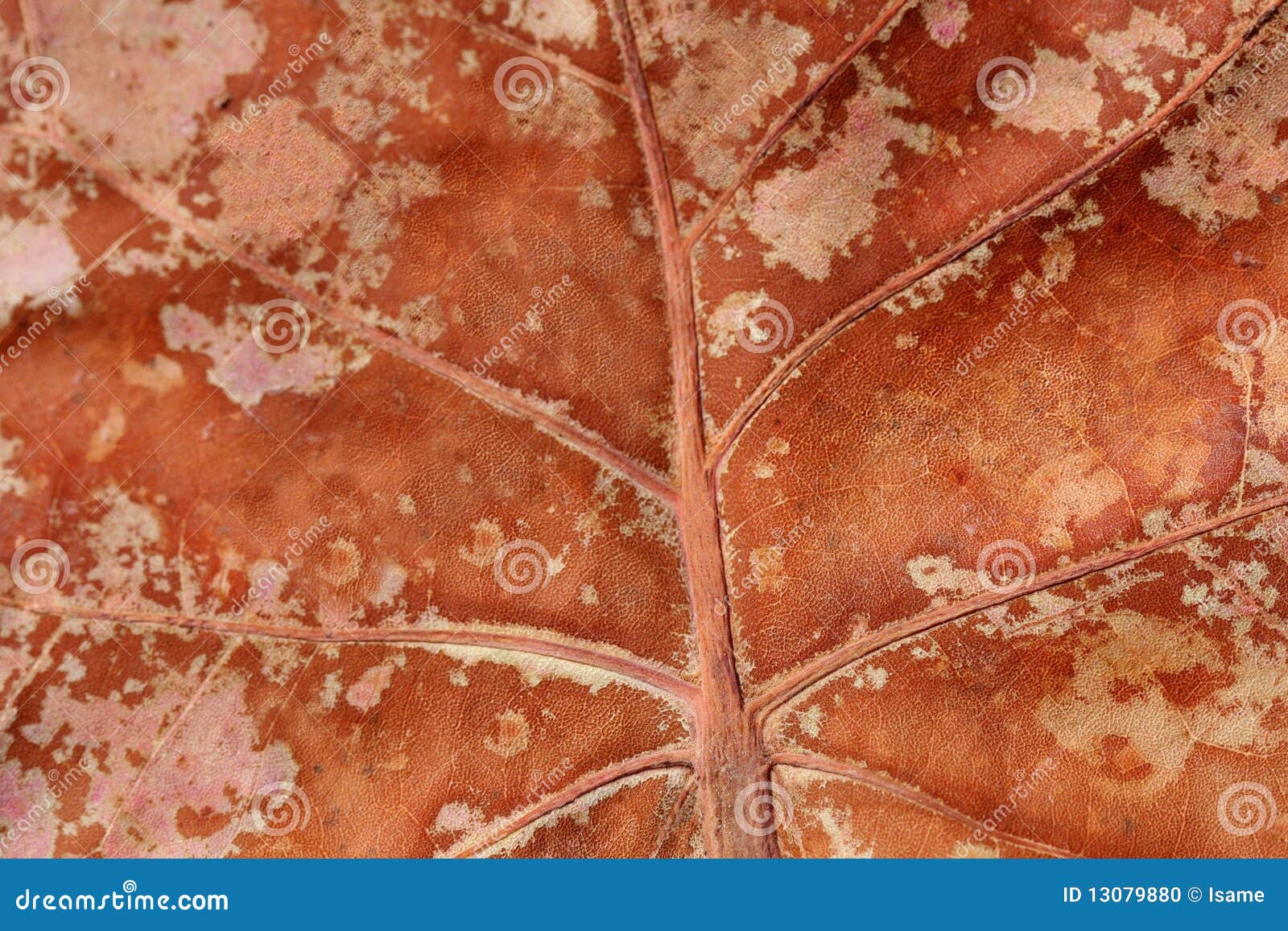 Dried leaf pattern stock photo. Image of dried, mangrove - 13079880