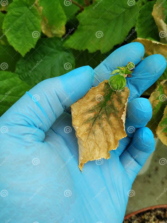 Dried Leaf in Scientist S Hand. Stock Image - Image of hand, disease ...