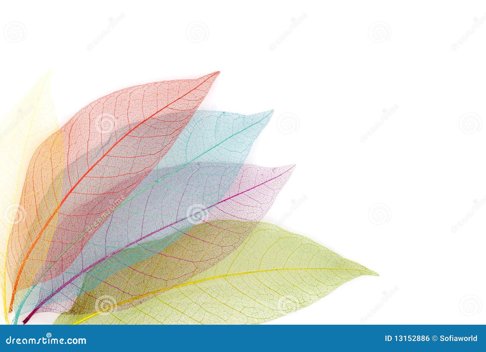 Dried Leaf skeleton stock photo. Image of artistic, design - 13152886