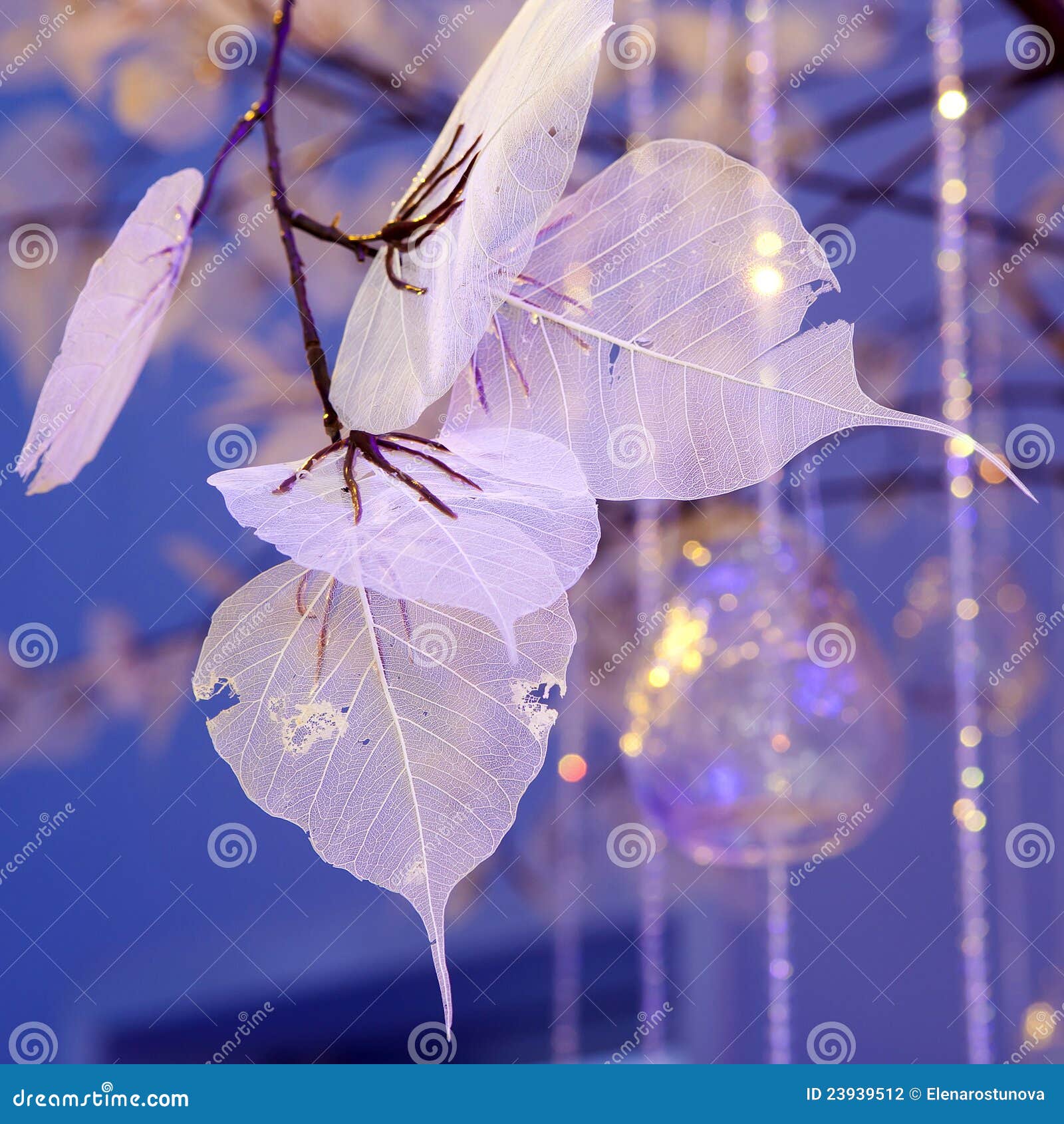 Dried Leaf skeleton stock photo. Image of detail, botany - 23939512