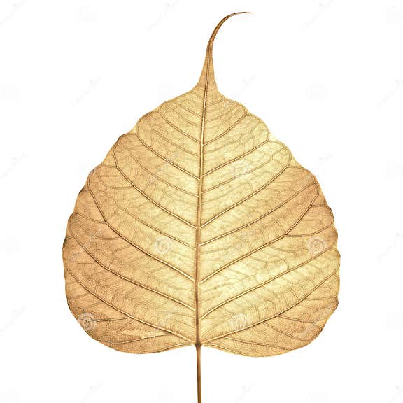 Dried Leaf Skeleton Background Stock Image - Image of bright, foliage ...