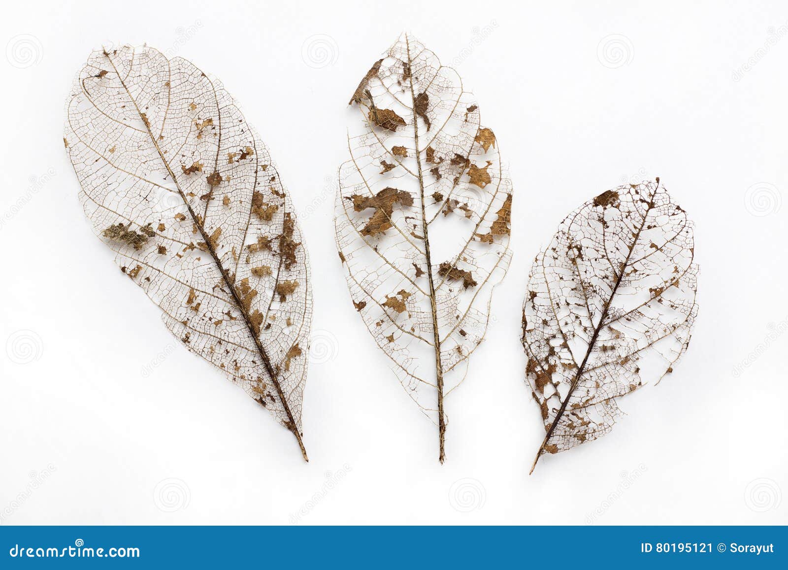 Dried Leaf Skeleton stock image. Image of branch, modern - 80195121