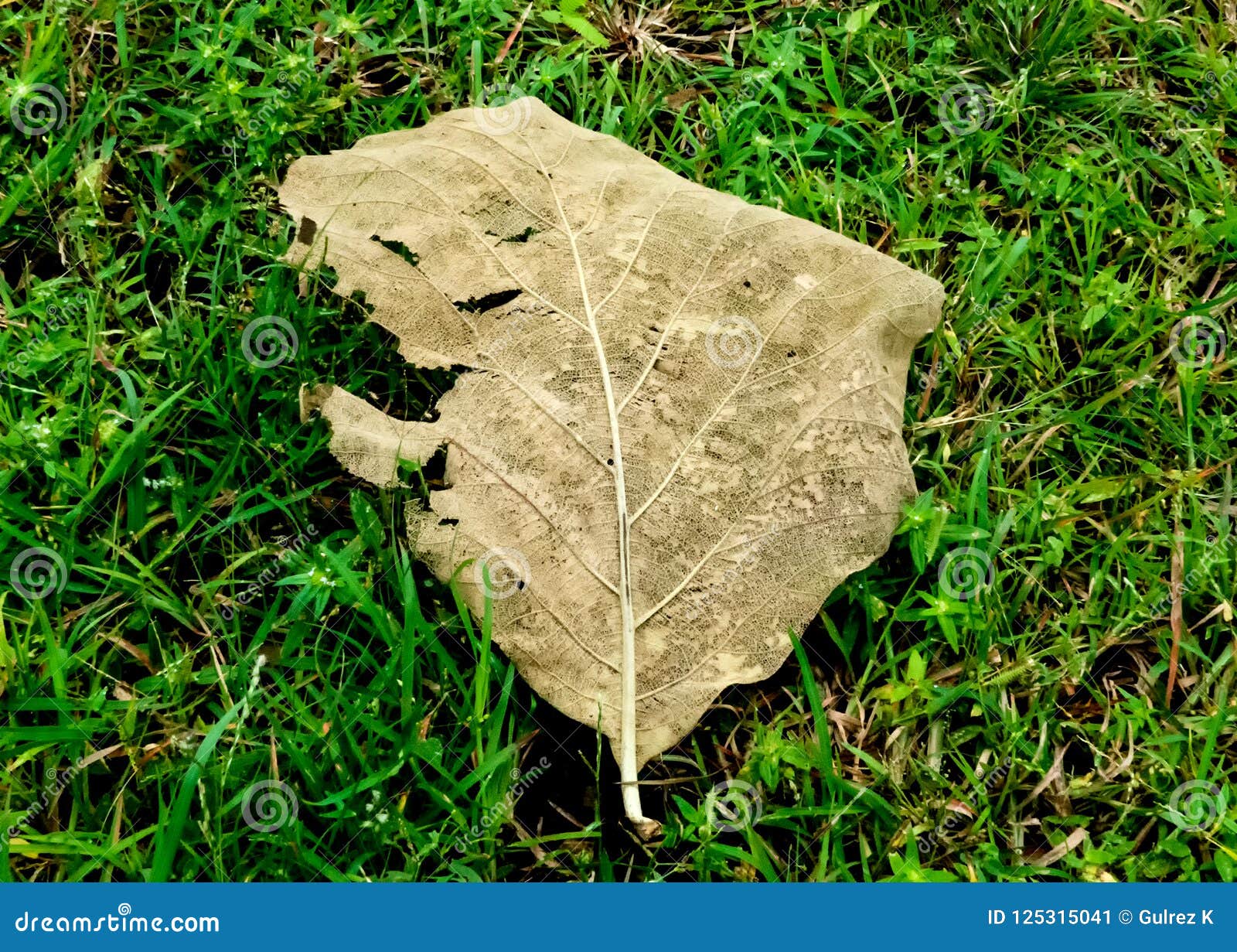 Dried Leaf Skeleton of Sagwan Tree Stock Image - Image of bloom, drop ...