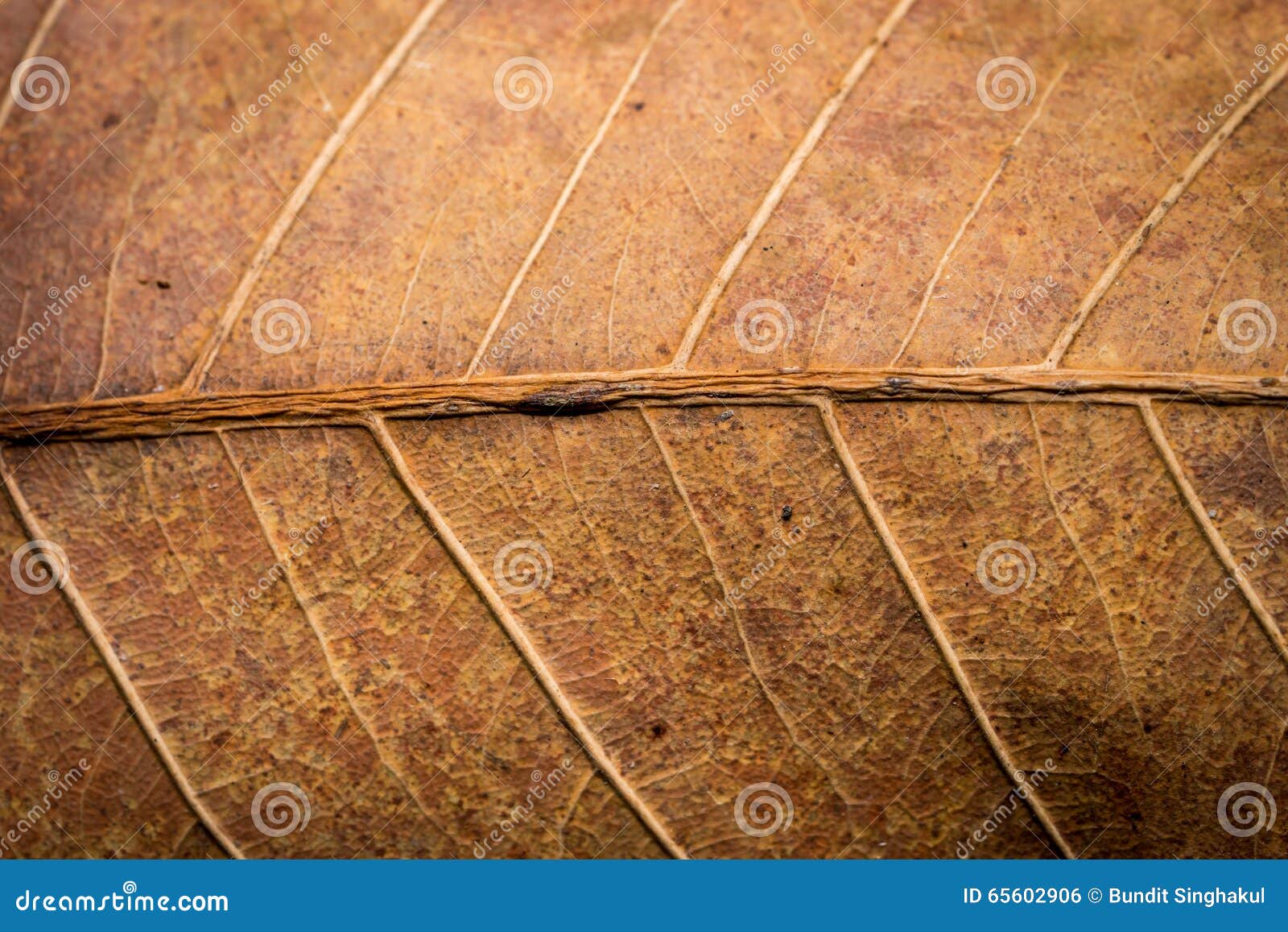 Dried Leaf Texture and Background Stock Photo - Image of redness ...