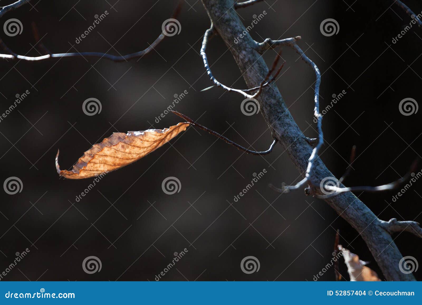 Dried Leaf on a Tree Branch Stock Photo - Image of autumn, shadow: 52857404