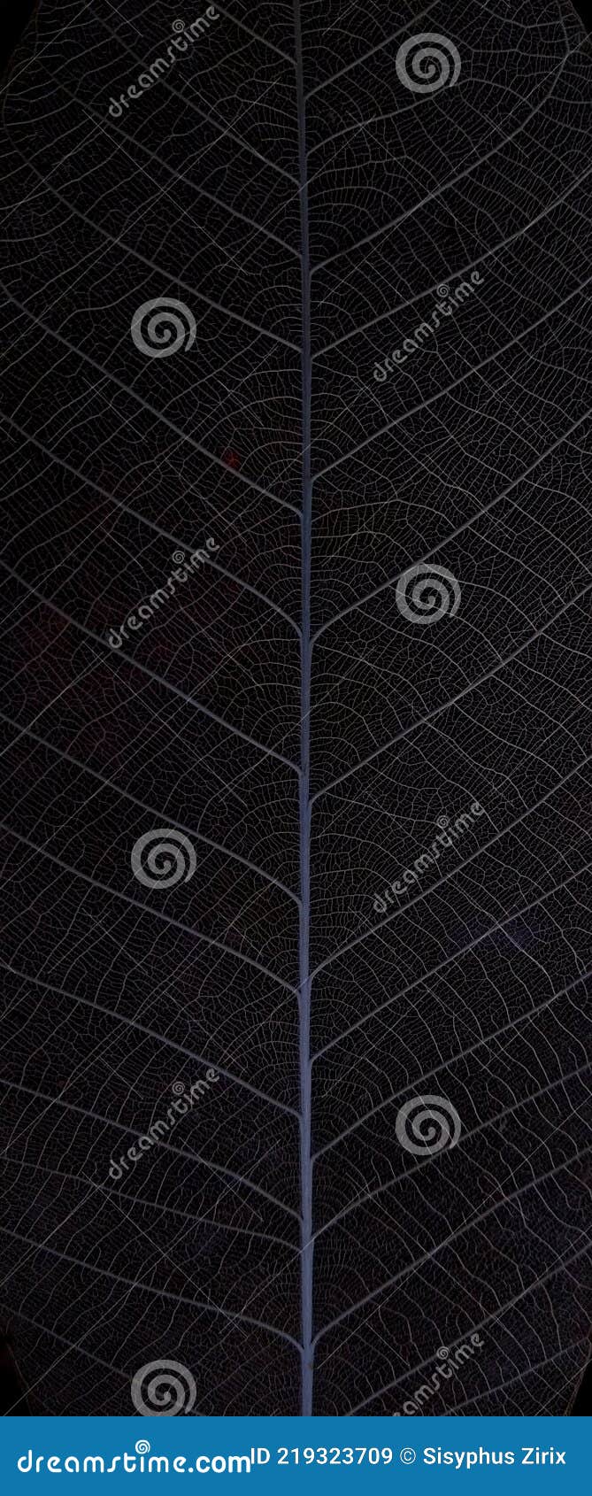 Dried Leaf Vein Texture, the Venation Pattern Stock Image - Image of ...