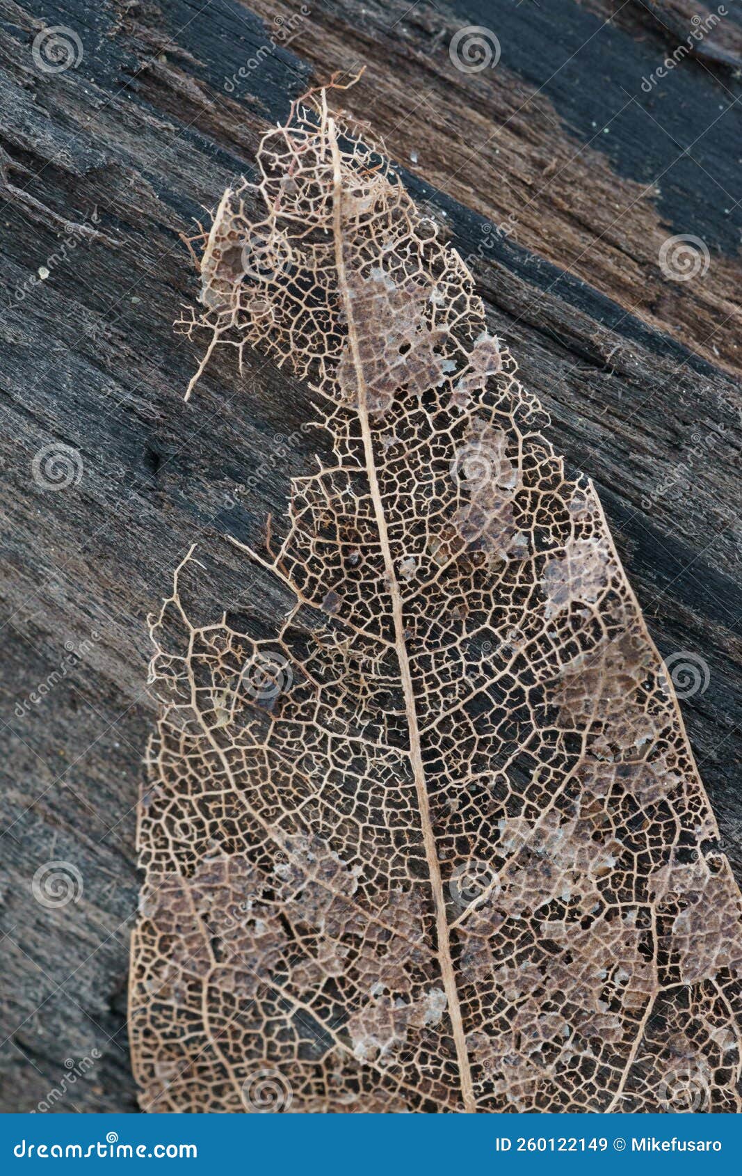 Dried leaf veins skeleton stock image. Image of aged - 260122149