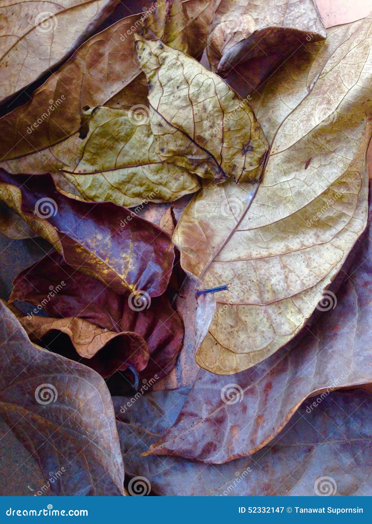 Dried leaf wallpaper stock image. Image of wallpaper - 52332147