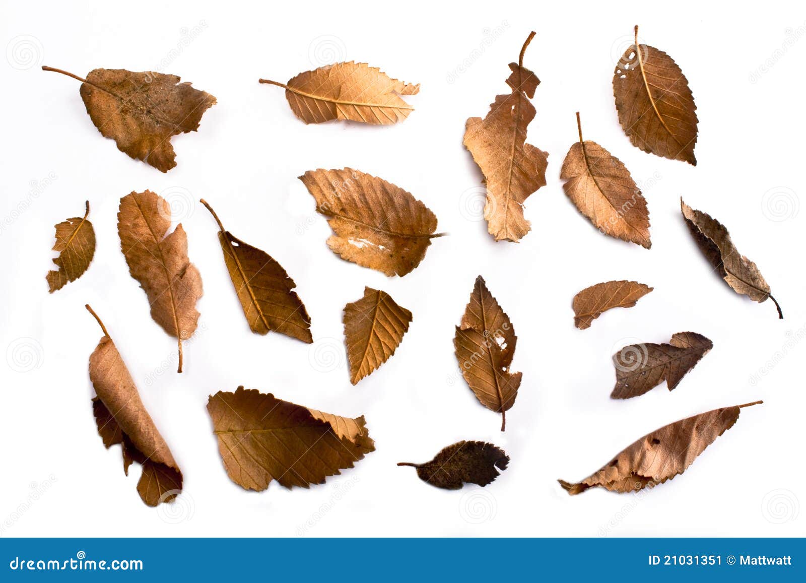 Dried Leaves On A Tree Royalty-Free Stock Photography | CartoonDealer ...