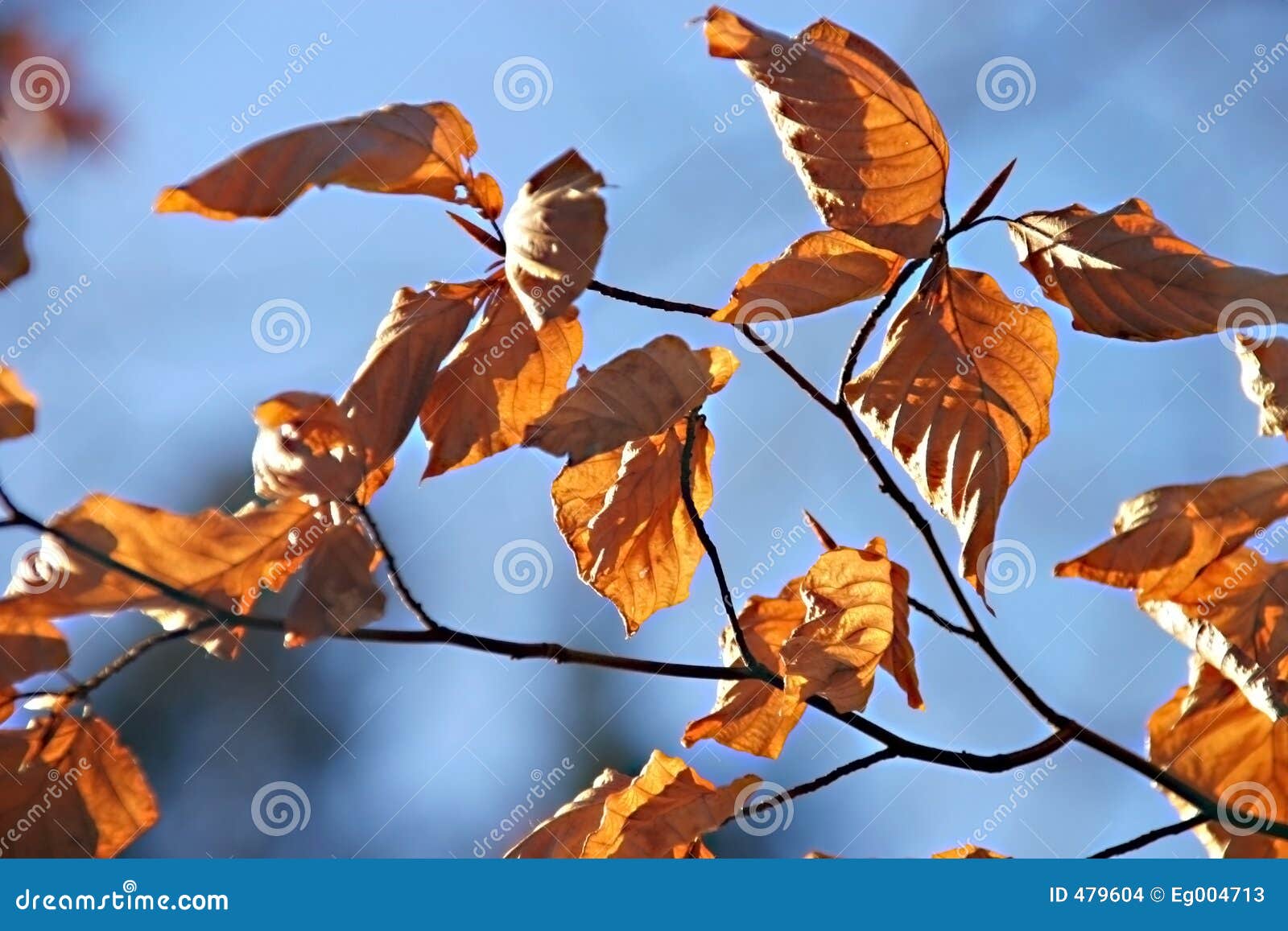 Dried Leaves stock photo. Image of macro, green, meadow - 479604