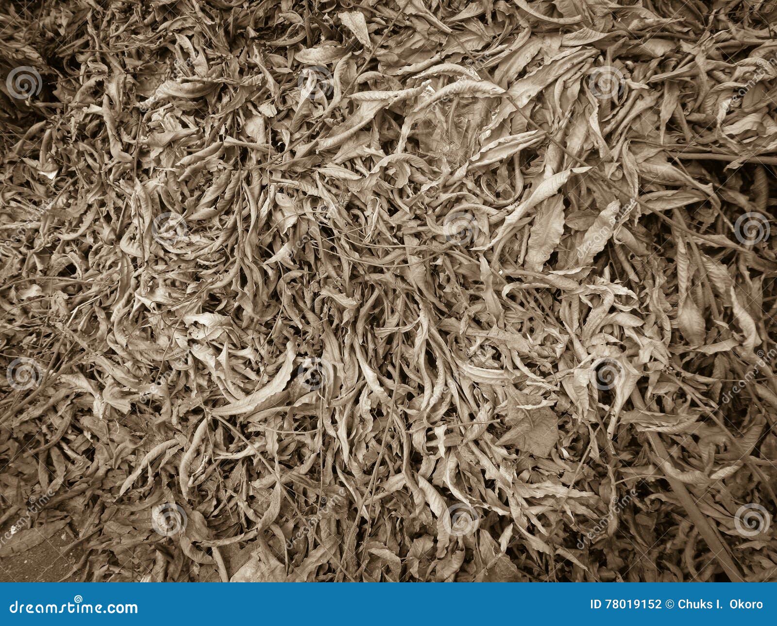 Dried Leaves Background Pattern Stock Photo - Image of overhead, leaves ...