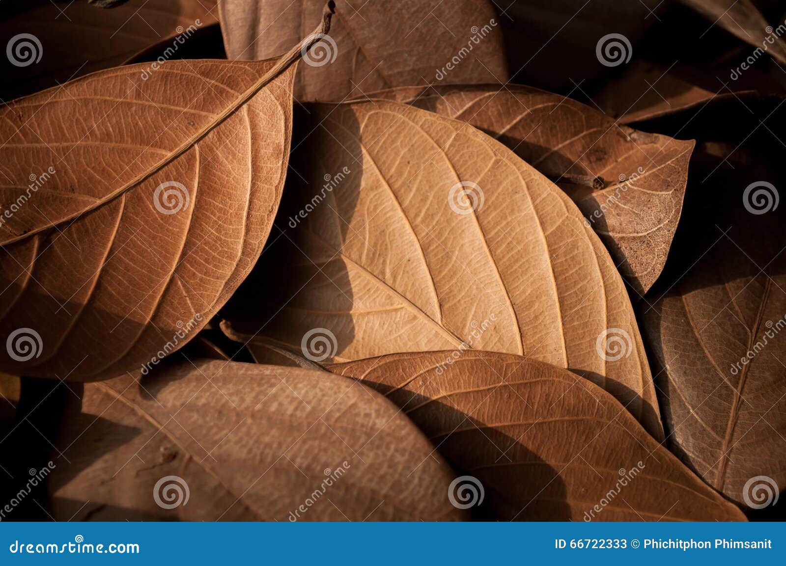 Dried Leaves Beautiful Background Stock Image - Image of bright ...