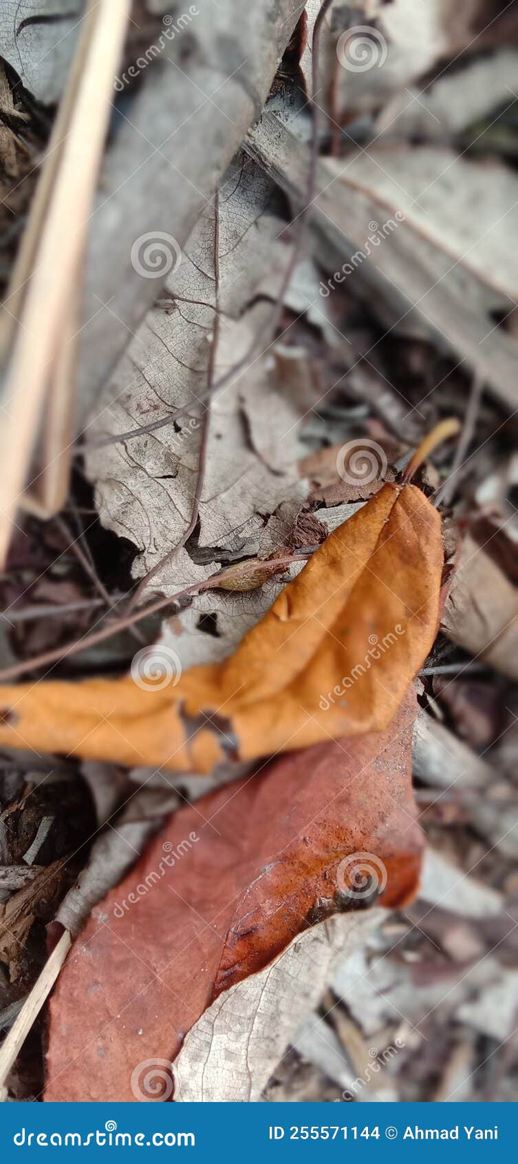 Dried Leaves with Beautiful Colors Stock Photo - Image of beautiful ...