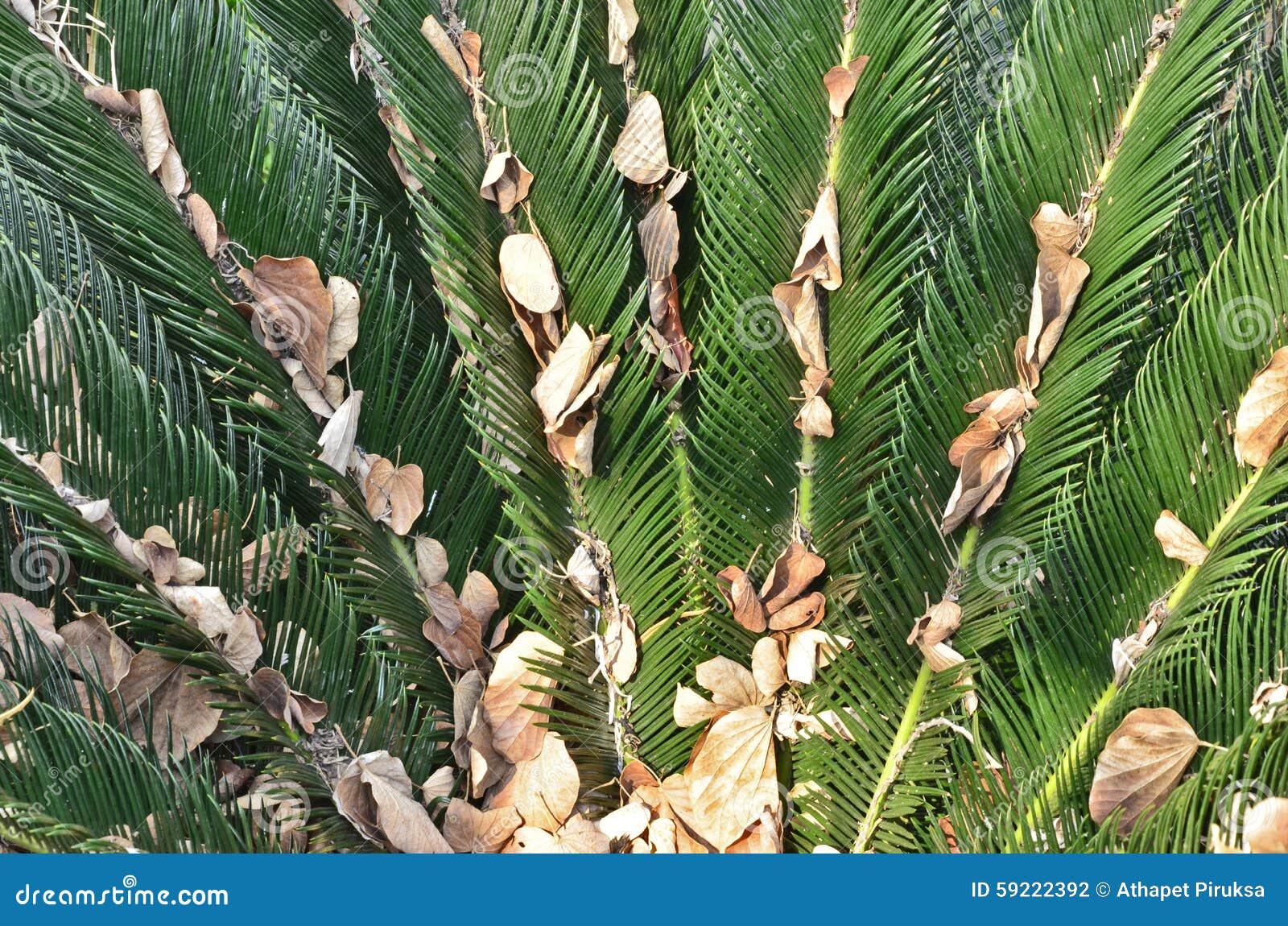 Dried Leaves Cycard Tree Stock Photos - Free & Royalty-Free Stock ...