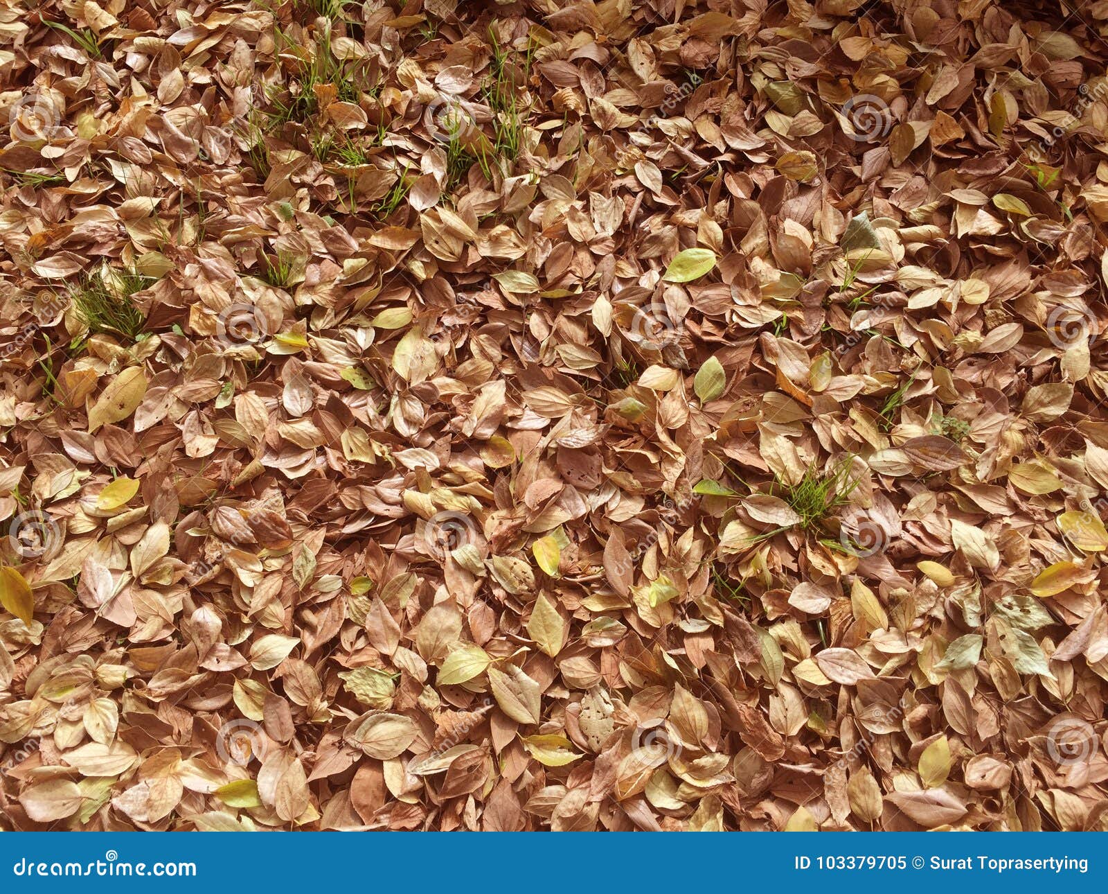 Dry Leaves on Ground for Background Stock Image - Image of leaves ...