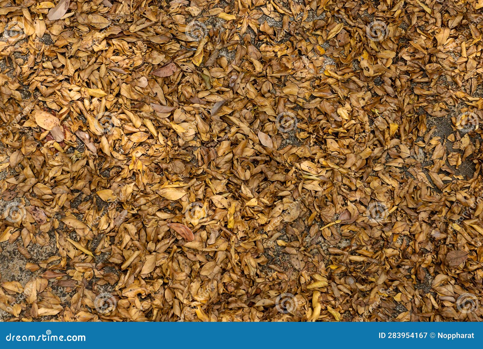 Dried leaves on the floor stock image. Image of natural - 283954167