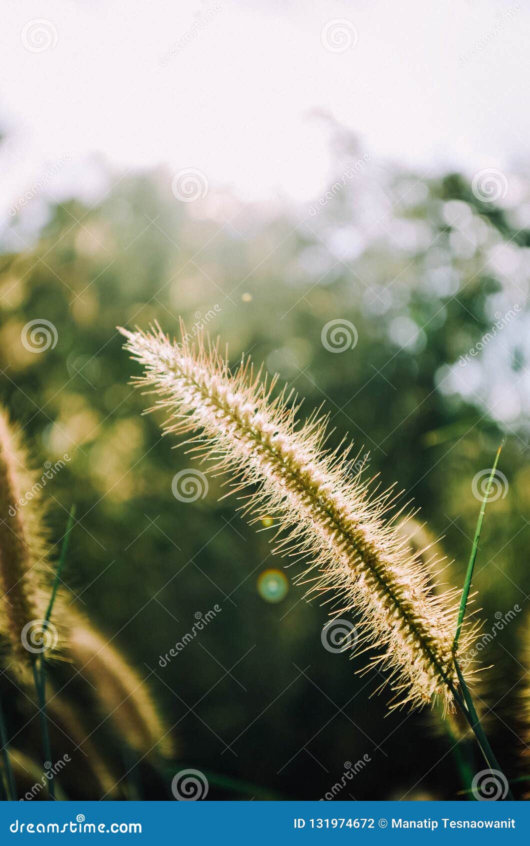 Klitsgras Stock Photos - Free & Royalty-Free Stock Photos from Dreamstime