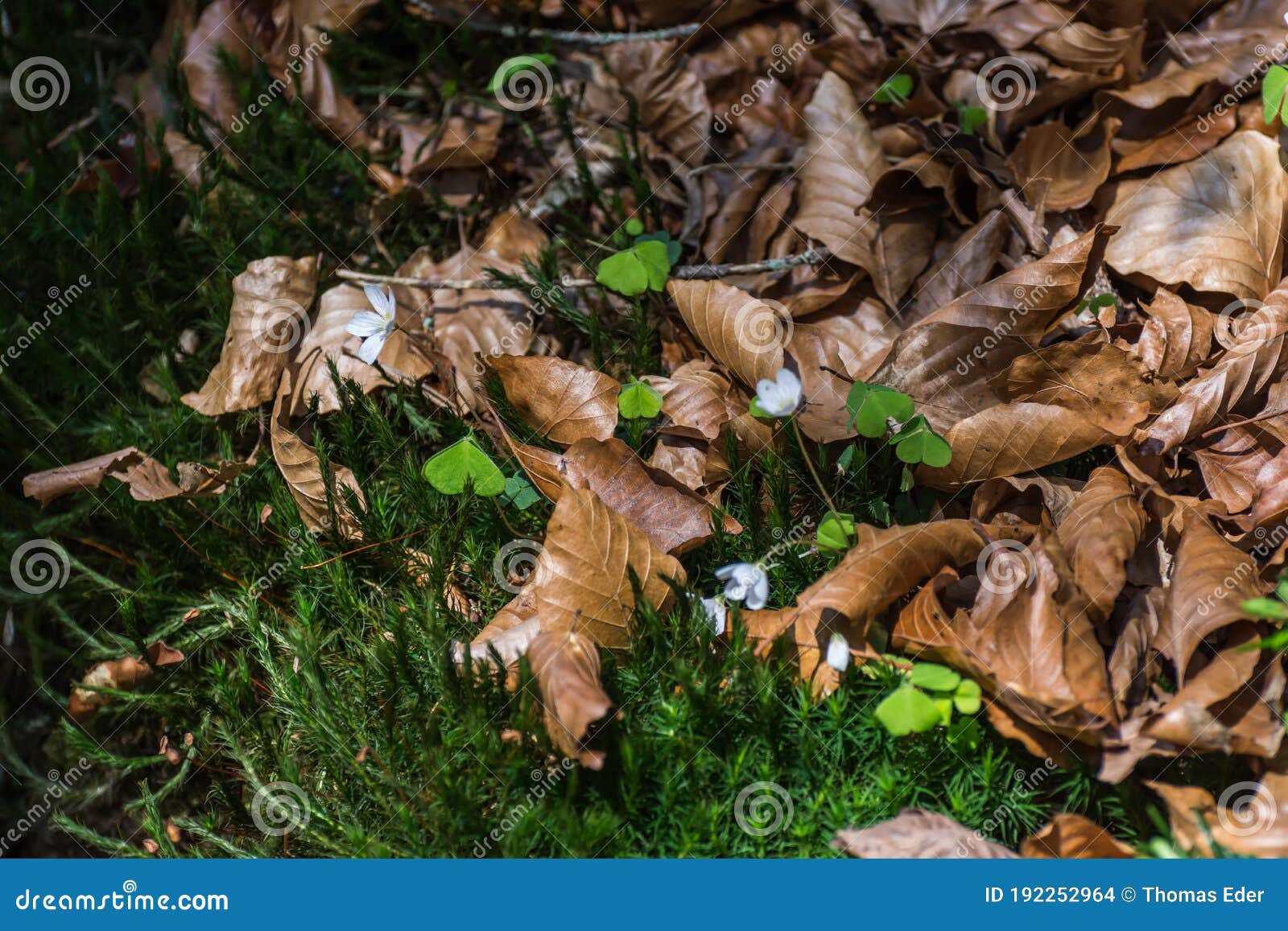 Dried Leaves and Fresh Sour Clover Stock Photo - Image of colorful ...