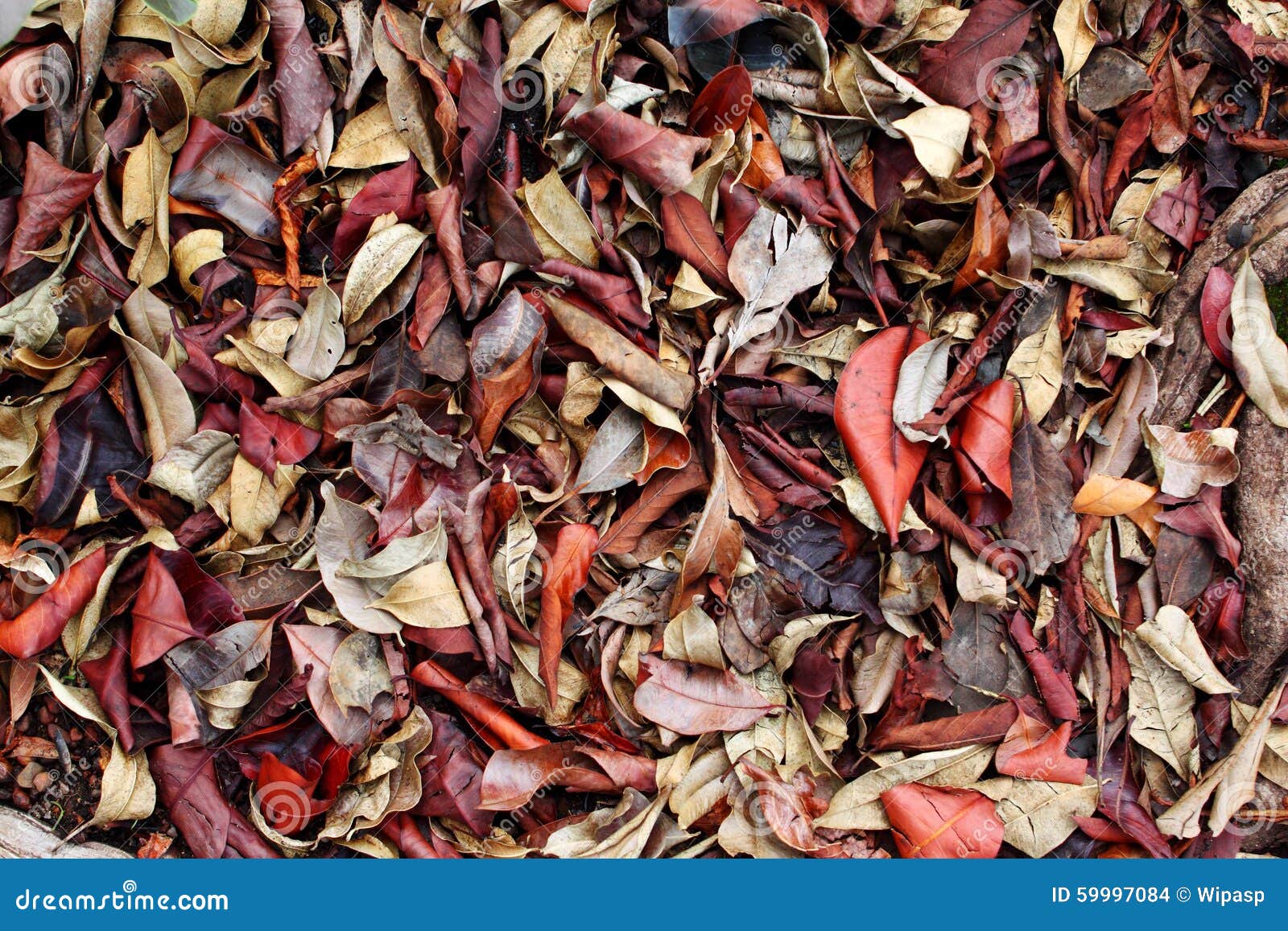 Dried Leaves stock photo. Image of garden, leaves, color - 59997084