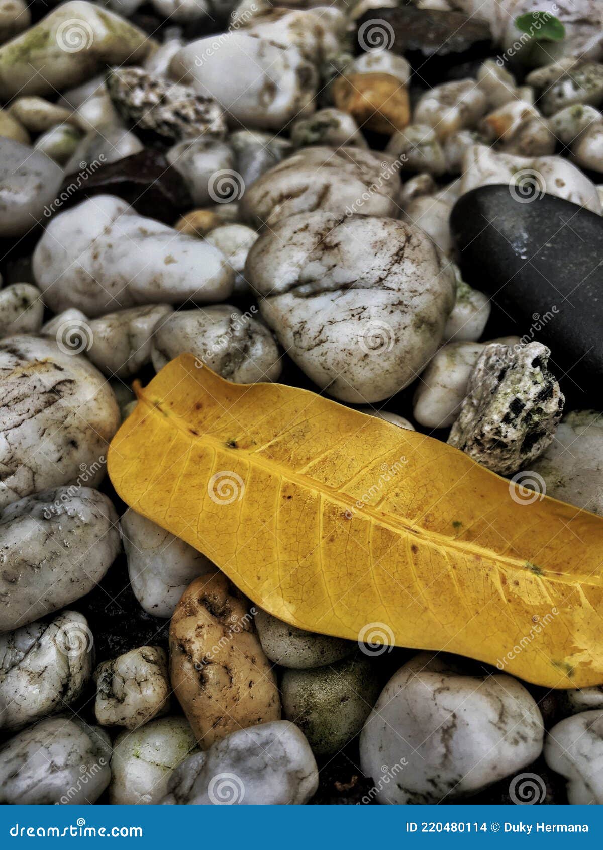 Leaf and stone stock photo. Image of leaf, stone, yellow - 220480114