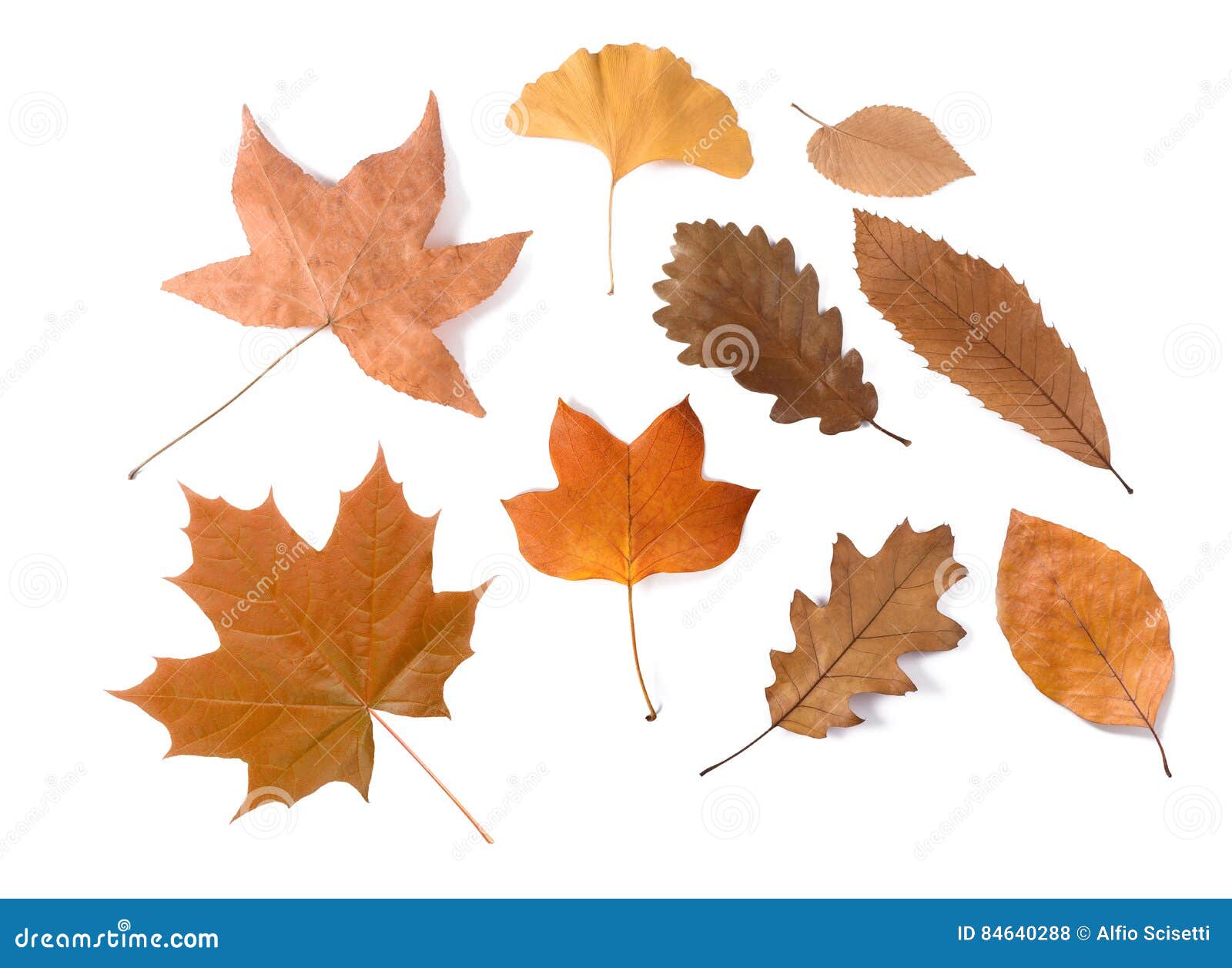 Dried leaves group stock photo. Image of leaf, brown - 84640288