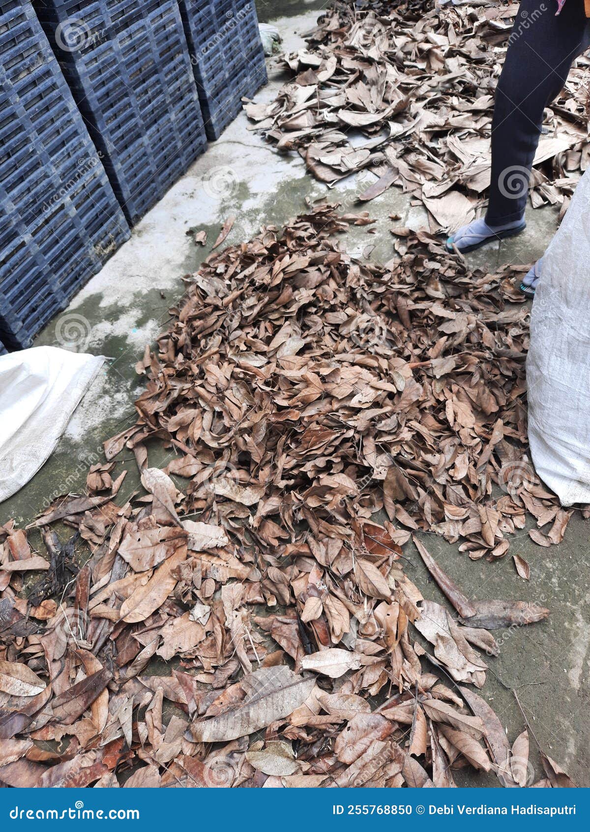 Dry leaves for compost stock photo. Image of trees, spring - 255768850