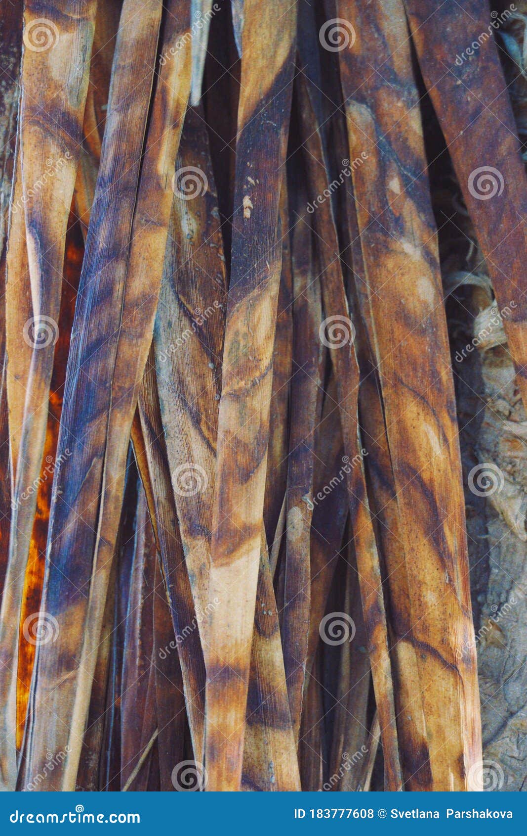 Leaves Of Siagrus, Date Palm Tree. Stock Image | CartoonDealer.com ...