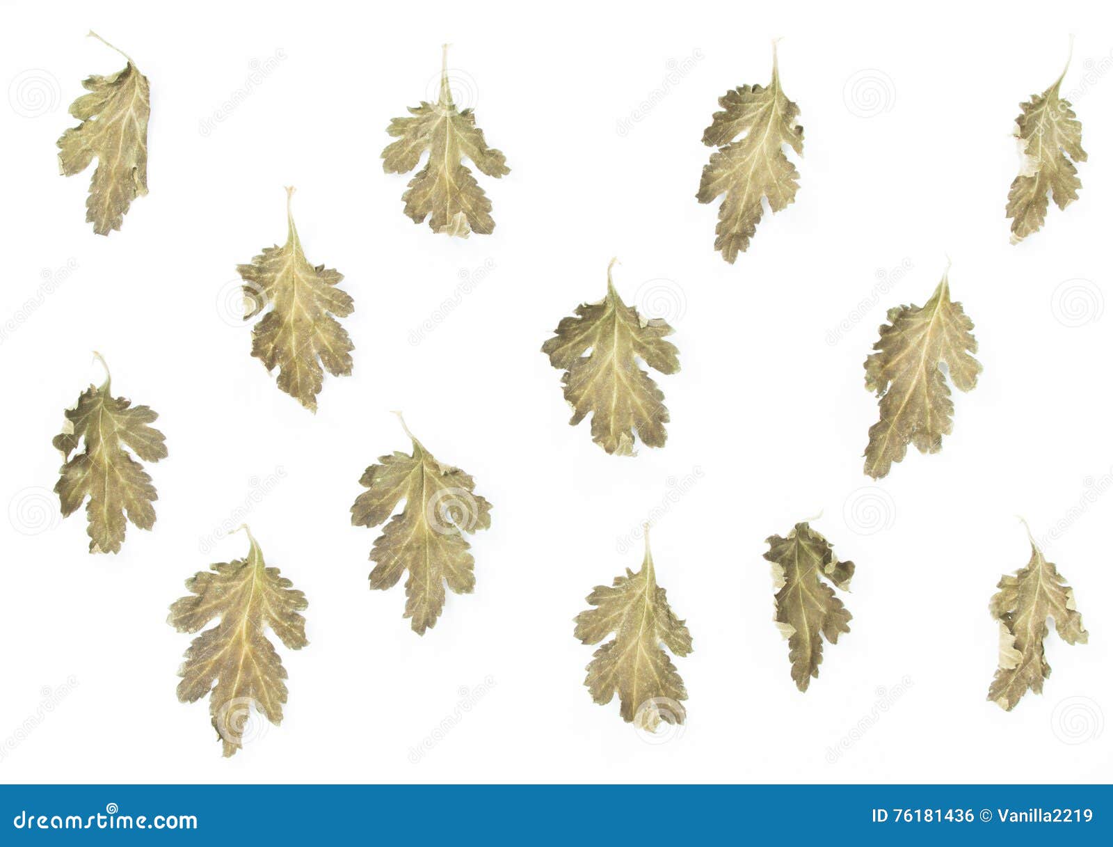 Dried Leaves Pattern Background Stock Photo - Image of green, leaf ...