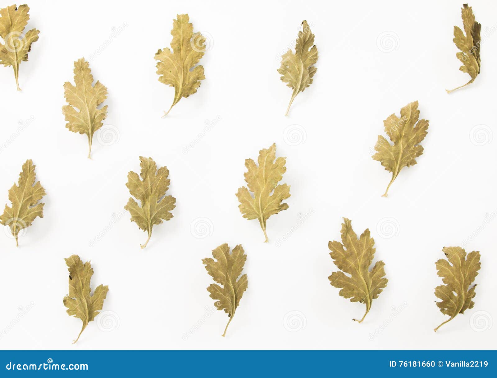 Dried Leaves Pattern Background Stock Photo - Image of botany, design ...
