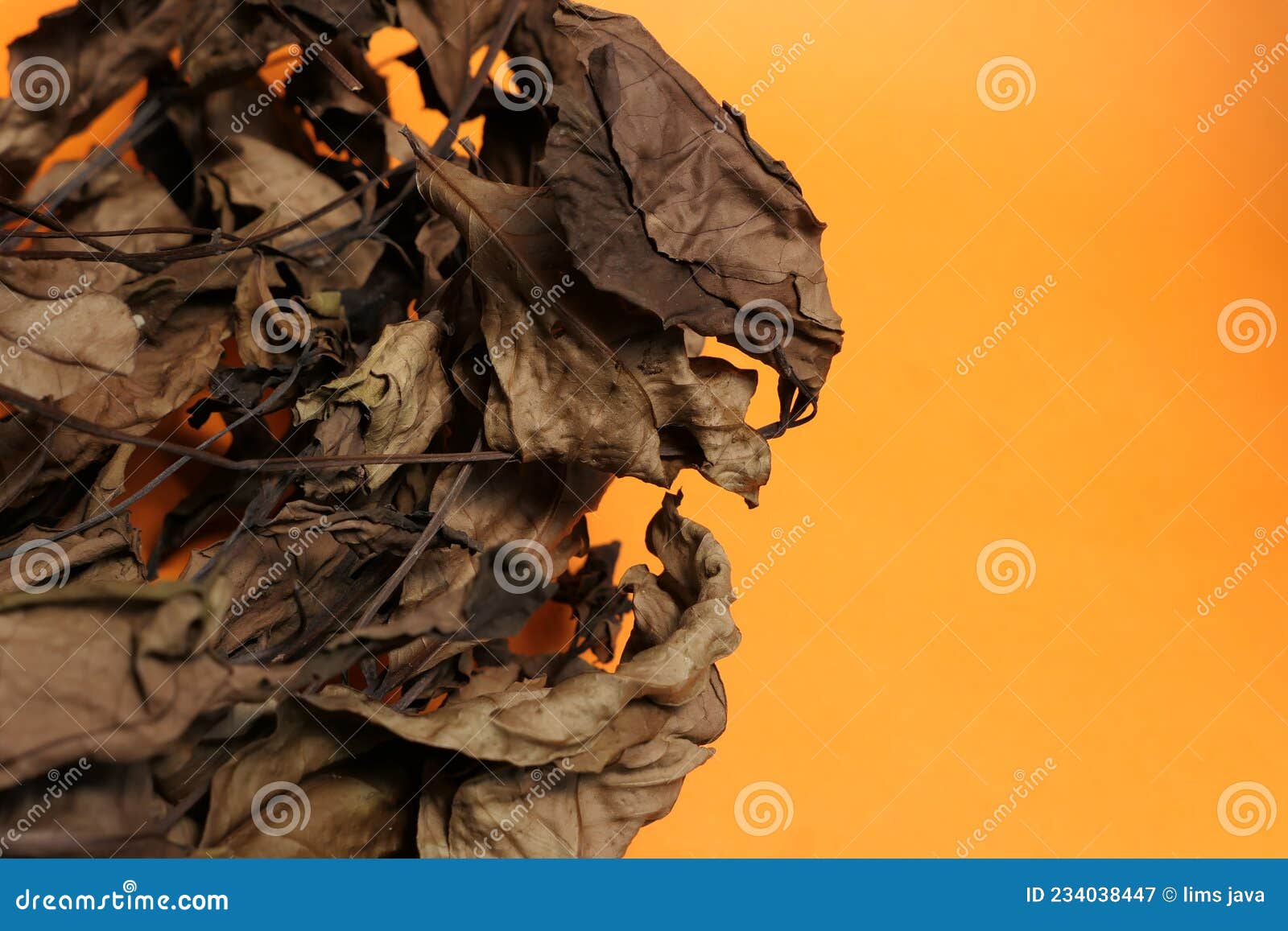 Dried Leaves Photographed on an Orange Background with Negative Space ...
