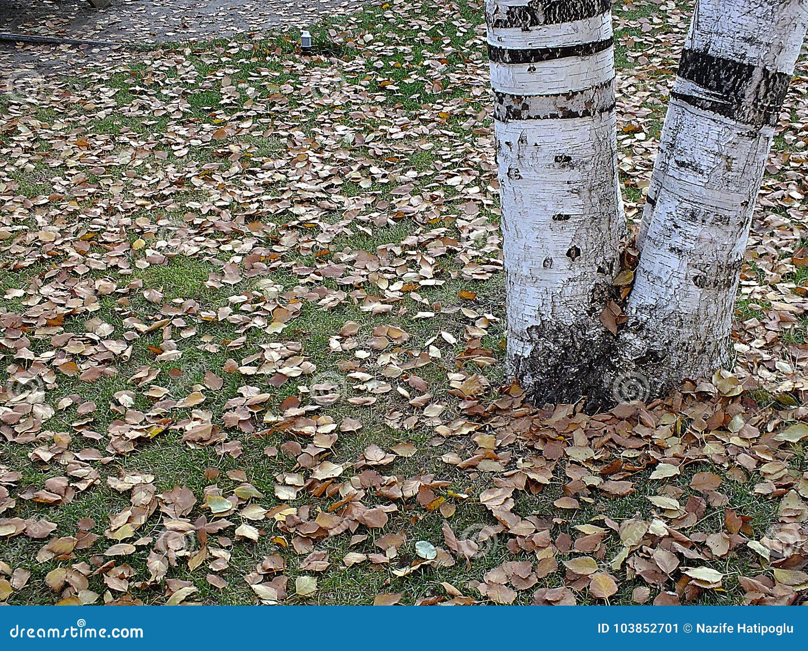 Dried Leaves of Poplar Tree Falling in the Fall Season, Stock Image ...