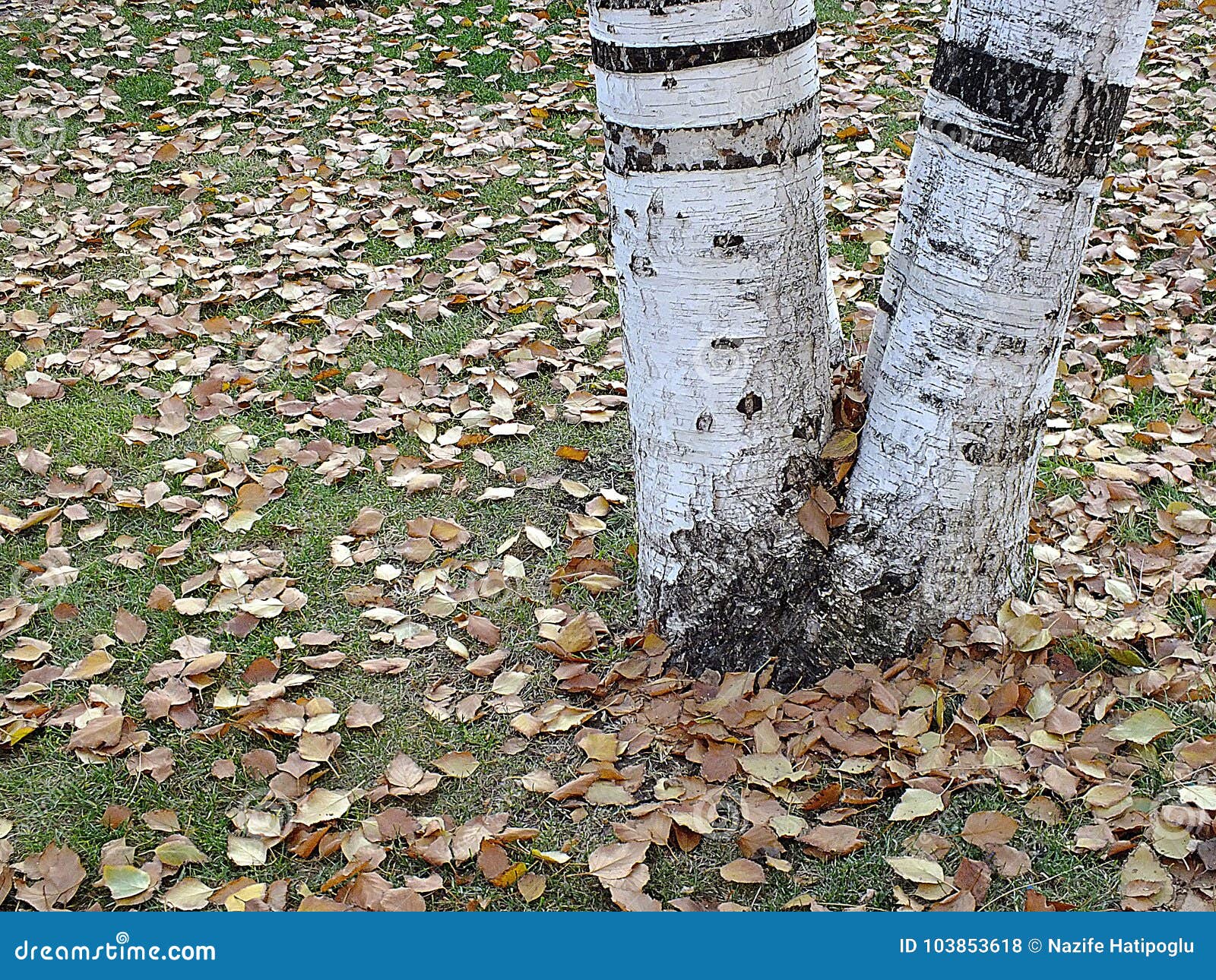 Dried Leaves of Poplar Tree Falling in the Fall Season, Stock Photo ...