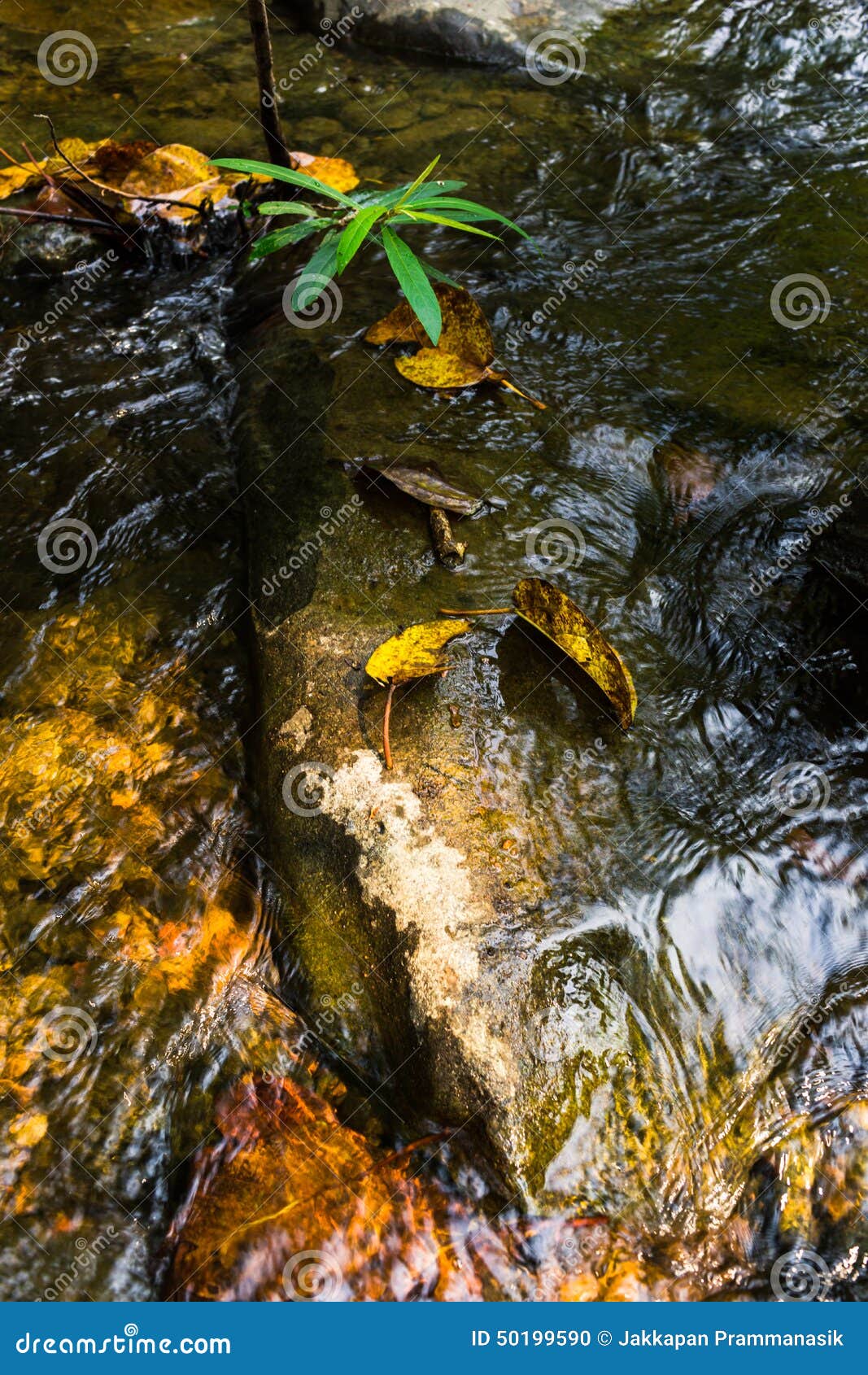 Dried Leaves on Rock with Waterway Background. Stock Photo - Image of ...