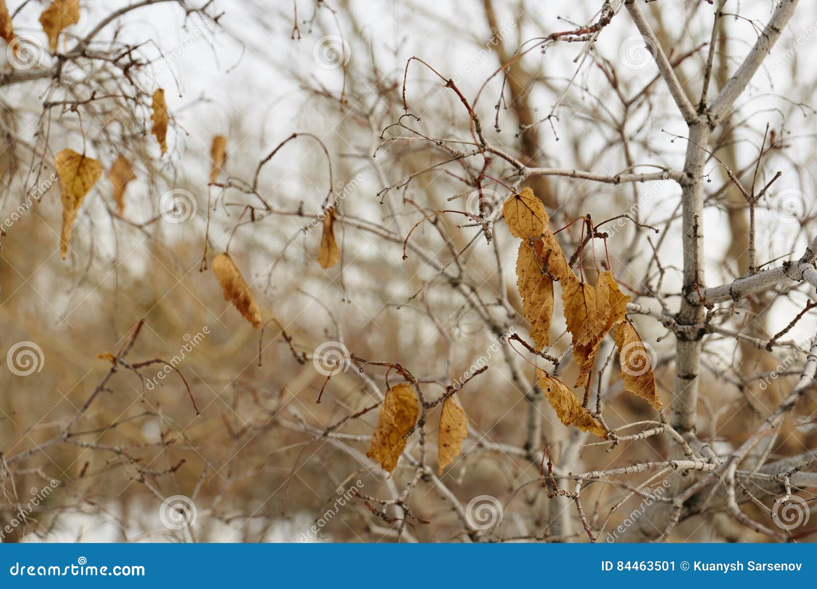Dried leaves stock image. Image of wildlife, leaves, leaf - 84463501
