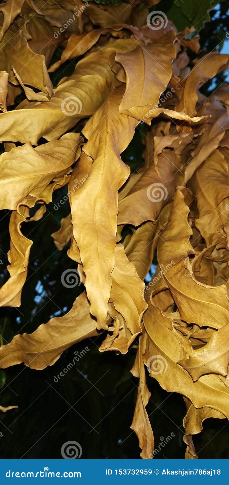 Dried leaves in the tree stock image. Image of plant - 153732959