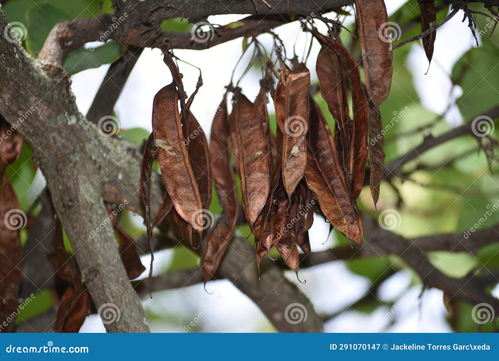 Dried Leaves on the Tree in the Garden, Albarracin Stock Image - Image ...