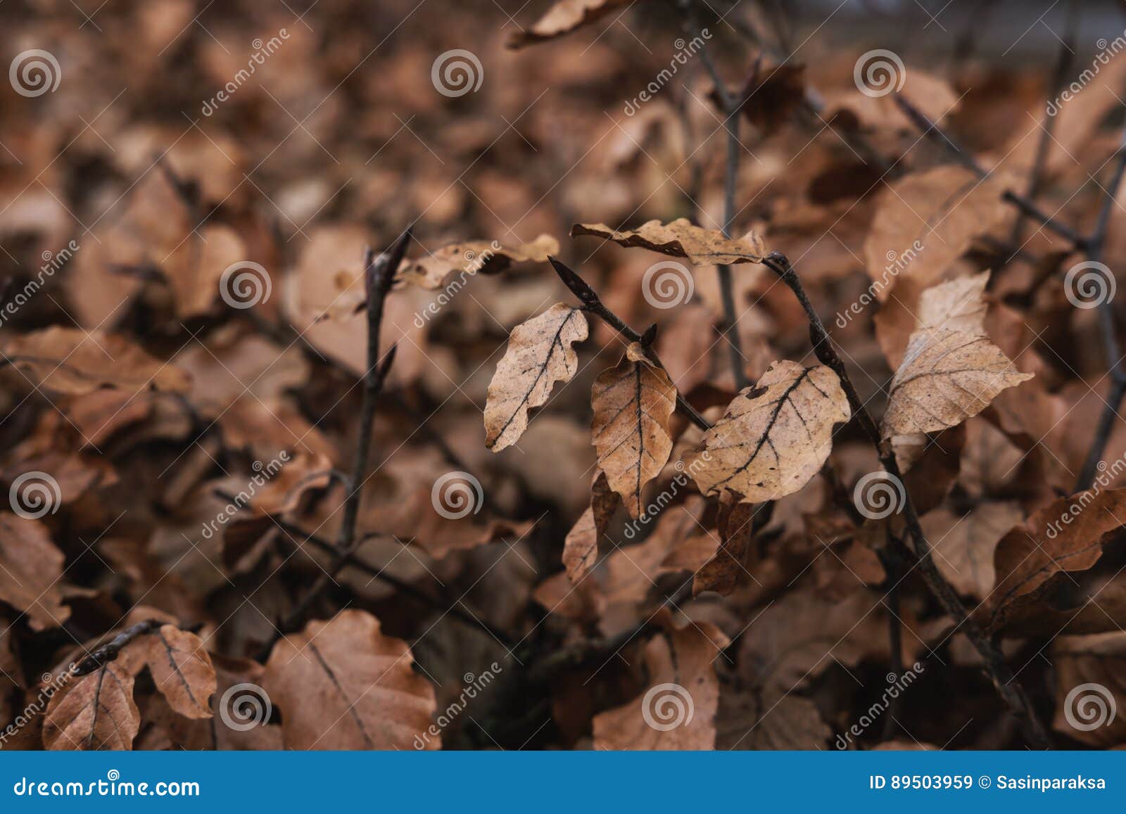 Dried Leaves On A Tree Royalty-Free Stock Photography | CartoonDealer ...