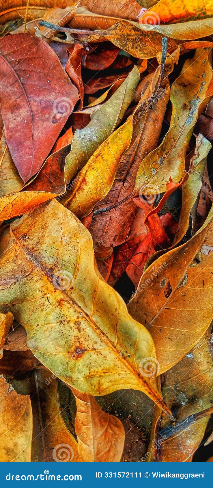 Dried Leaves in the Yard of the House Stock Image - Image of yard ...