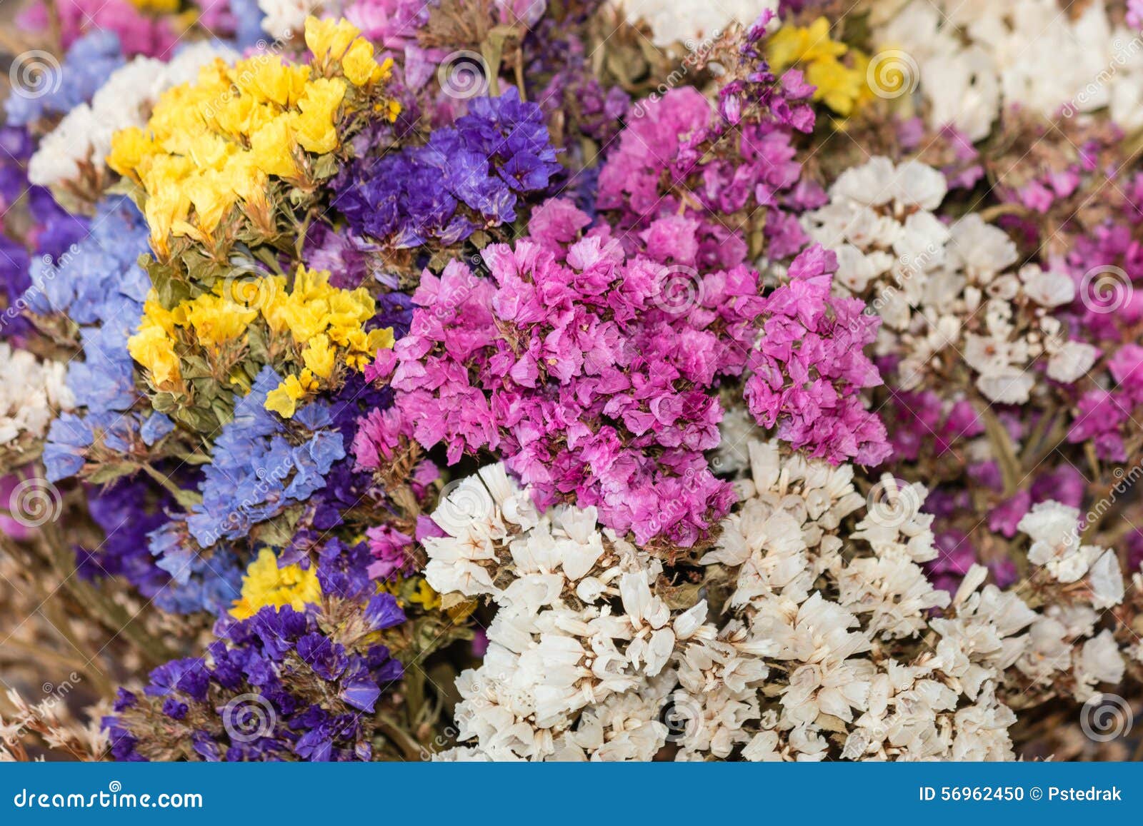 Dried limonium flowers stock photo. Image of pink, limonium - 56962450