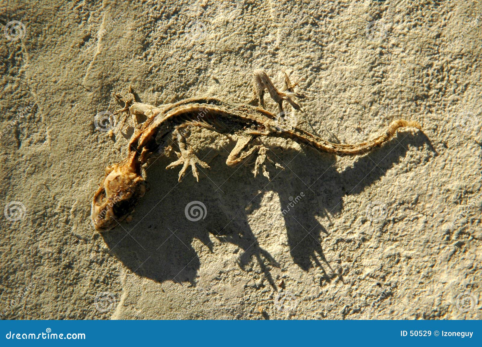 Dried Lizard stock image. Image of skelton, bones, bone - 50529