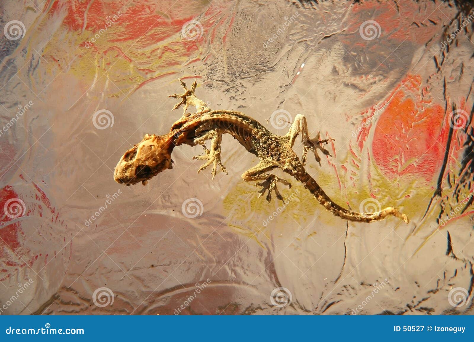 Dried Lizard on glass stock image. Image of bones, reptile - 50527
