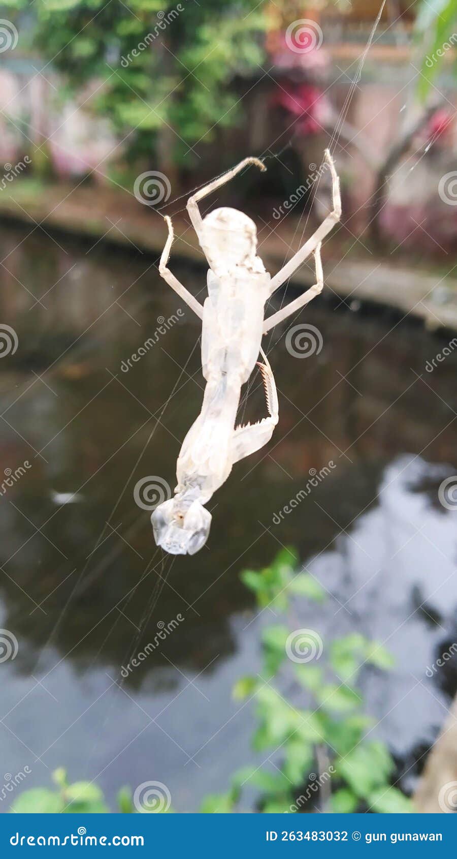 Dried Locust Cocoons in Cobwebs in the Arrowroot Area, West Java Stock ...
