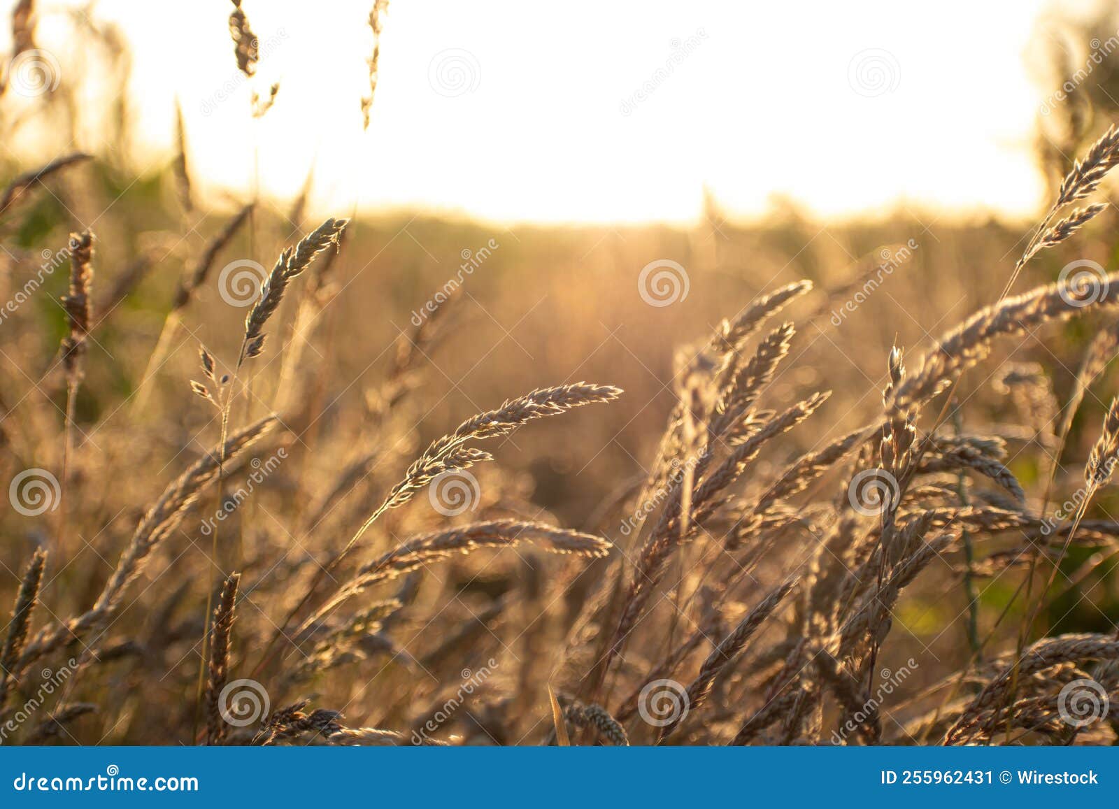 Long Grasses in a Field during Sunset Stock Image - Image of dried ...