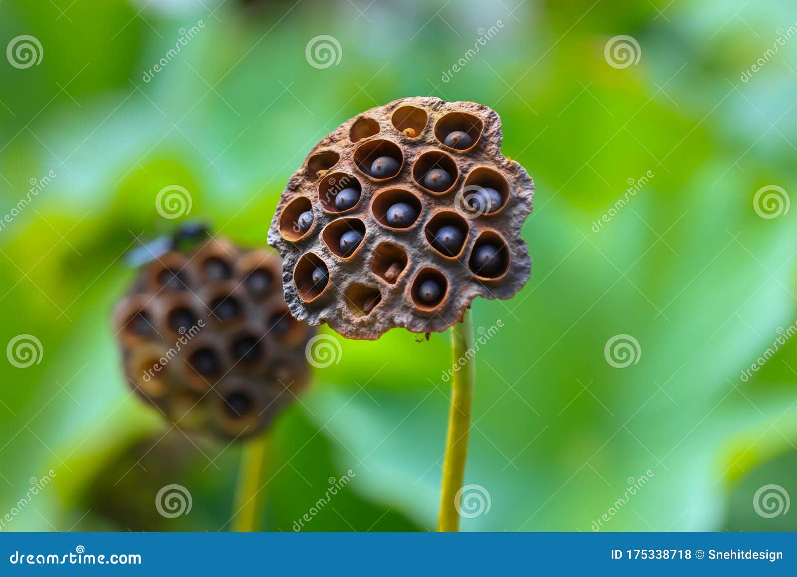 Dried Lotus Buds Close Up Shot Stock Photo - Image of green, buds ...
