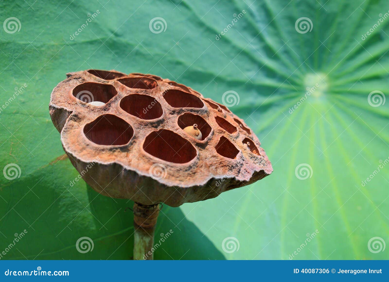Dried lotus stock photo. Image of blossom, flora, nature - 40087306