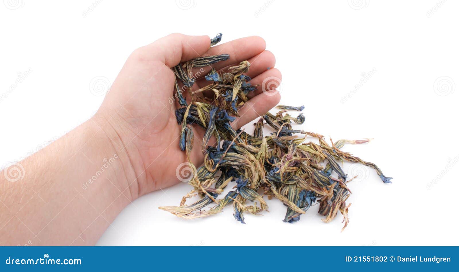 Dried Lotus Flowers stock photo. Image of asia, color - 21551802